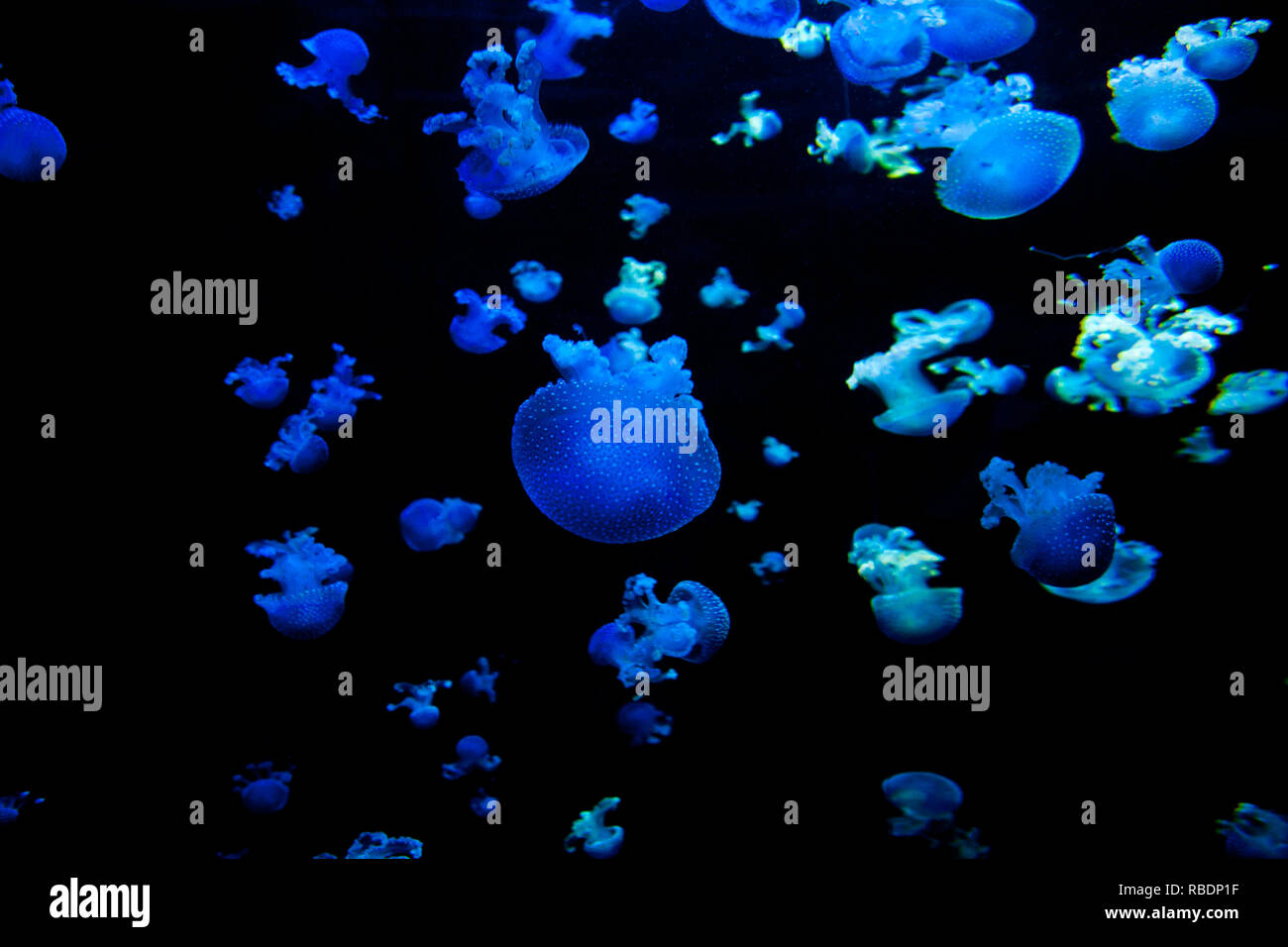 Bioluminescent jellyfish immagini e fotografie stock ad alta ...