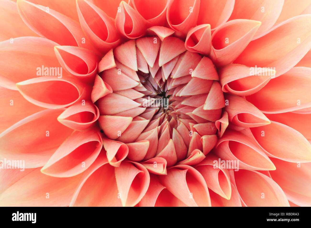Fiore di corallo pesca immagini e fotografie stock ad alta risoluzione ...