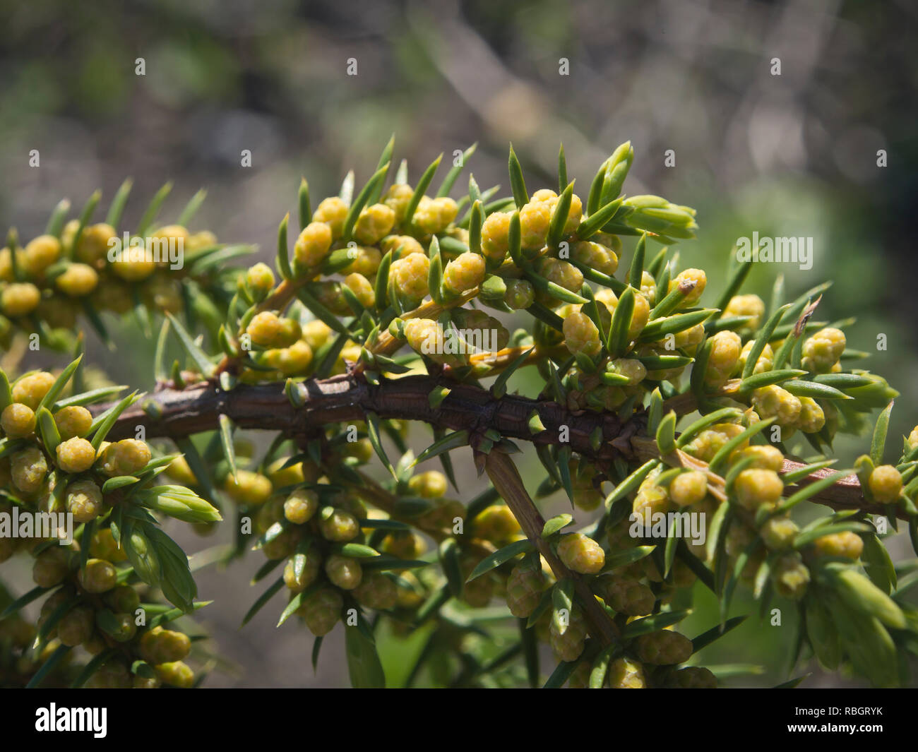 Ginepri Comunis Immagini e Fotos Stock - Alamy