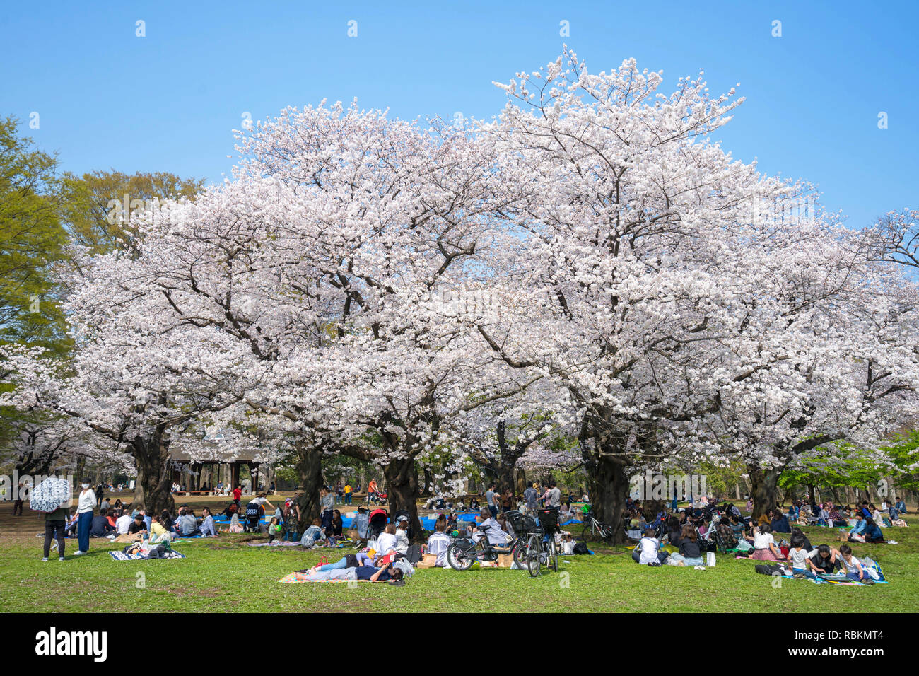 Japanese bird cherry blossom immagini e fotografie stock ad alta ...