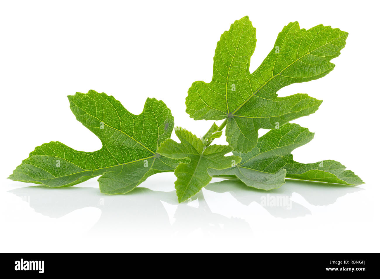 Albero di fico Immagini senza sfondo e Foto Stock ritagliate - Alamy