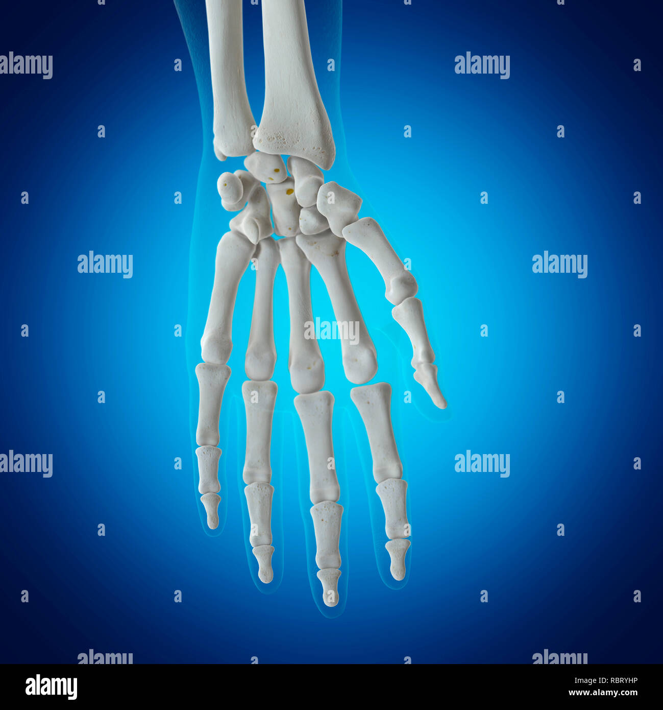 Ossa del polso immagini e fotografie stock ad alta risoluzione - Alamy