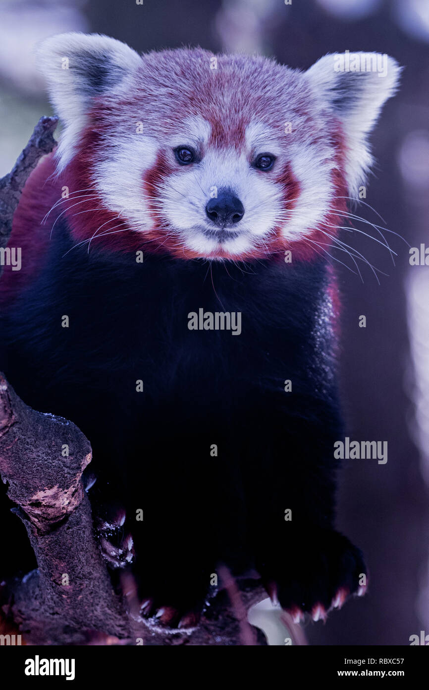 Red panda portrait immagini e fotografie stock ad alta risoluzione - Alamy