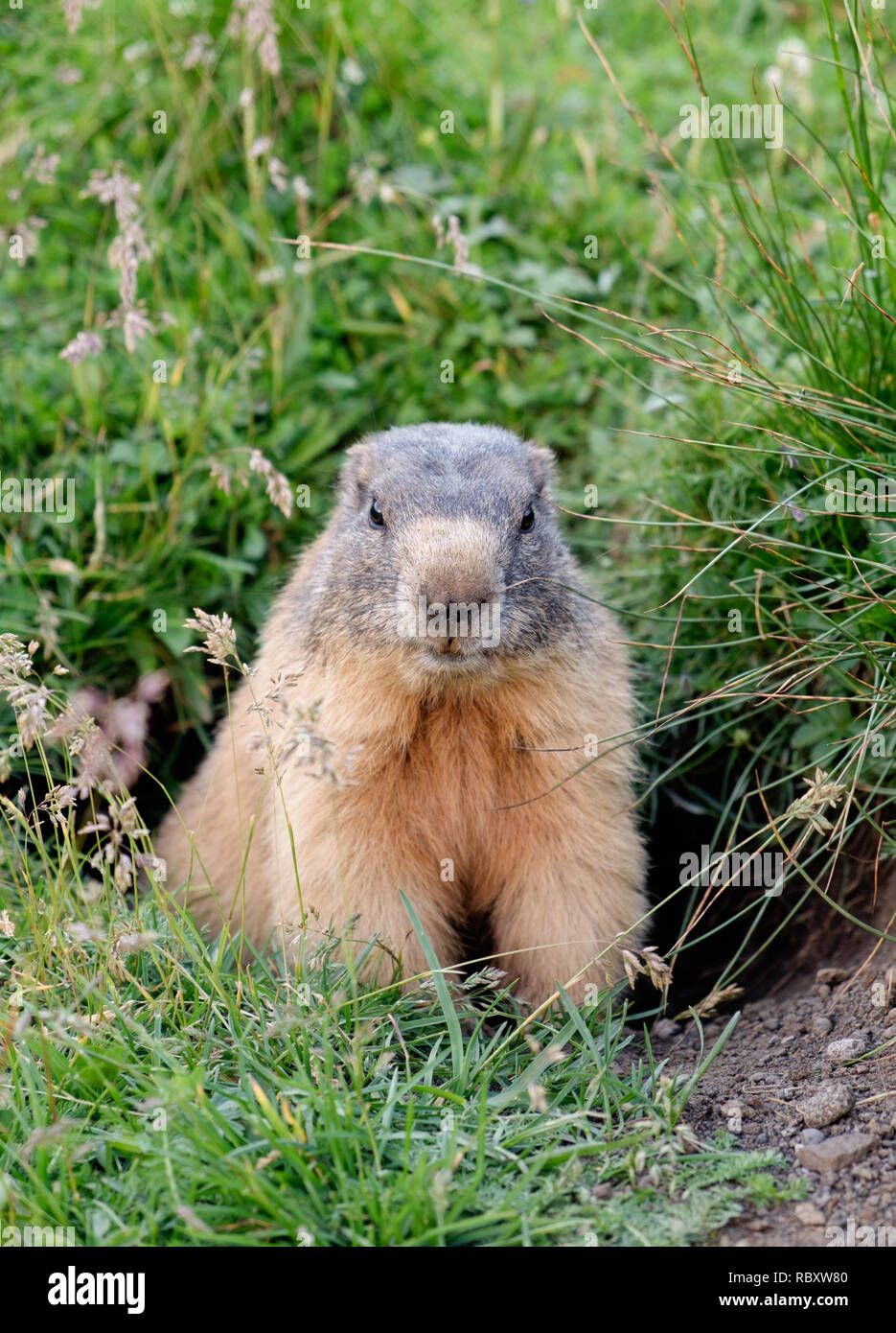 Fauna Italiana Fauna Selvatica Italiana Immagini e Fotos Stock - Alamy