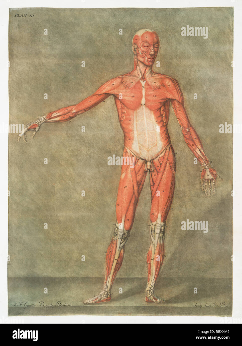 I muscoli del corpo umano immagini e fotografie stock ad alta ...