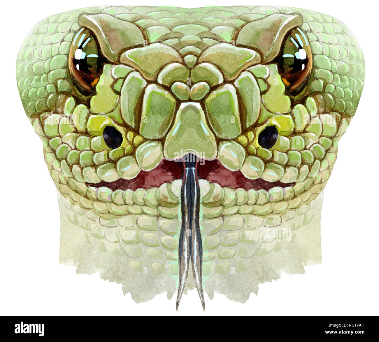 Disegno Testa Di Serpente Cobra