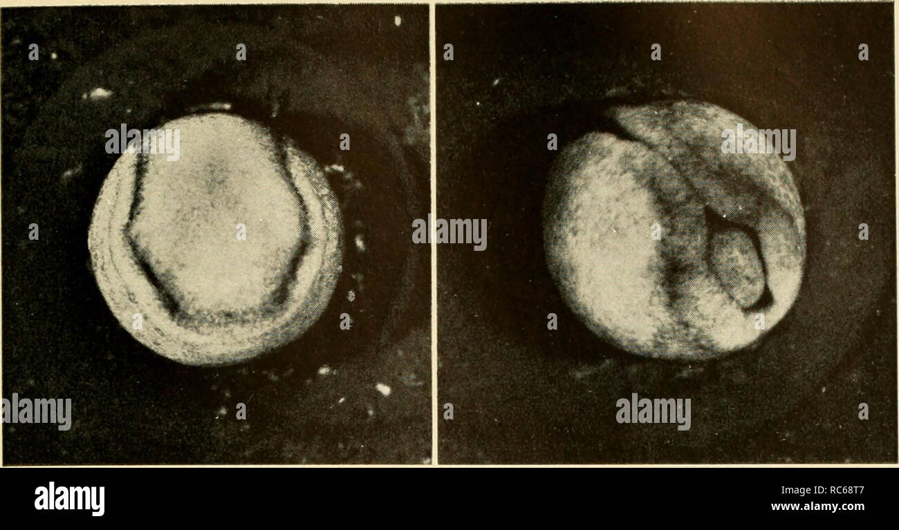 . Embriologia. Embriologia; embriologia; genealogia. Fig. 68. La ...