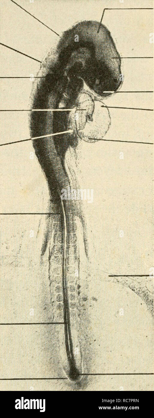 . Embriologia. Embriologia; embriologia; genealogia. 216 EMBRIOLOGIA ...