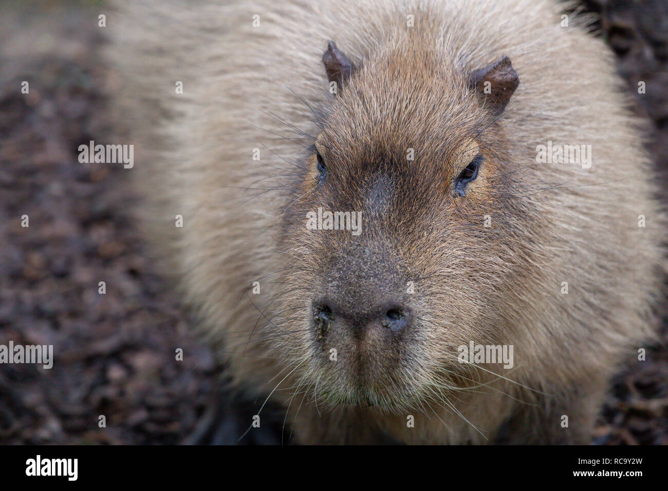 Capibara adulto immagini e fotografie stock ad alta risoluzione - Alamy