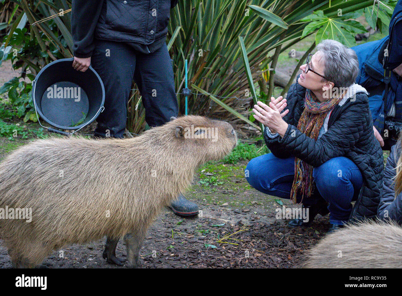 Zoo di capibara immagini e fotografie stock ad alta risoluzione - Alamy