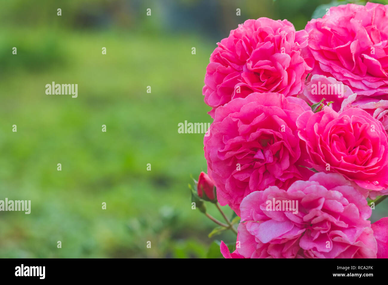 Boccola di rosa rose rampicanti in un giardino.le rose rosa nel ...