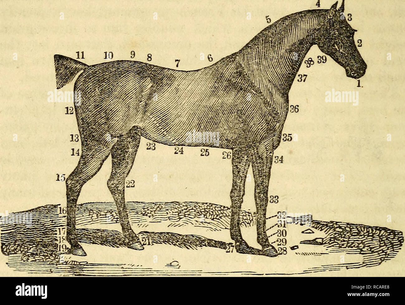 . Animali domestici : storia e descrizione del cavallo, mulo, bovini ...