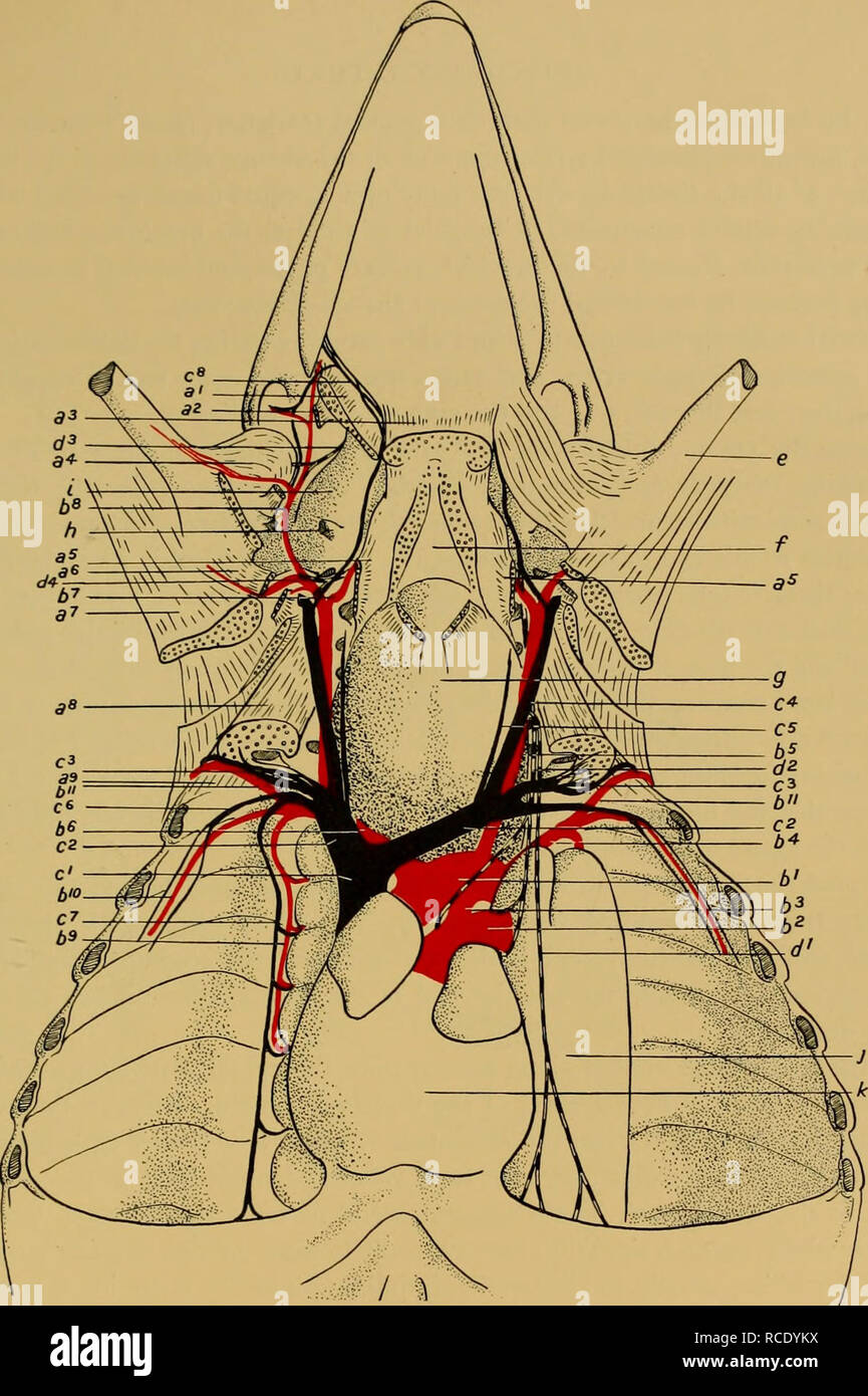 . Rapporti di ricerca. Discovery (nave); spedizioni scientifiche; Ocean ...