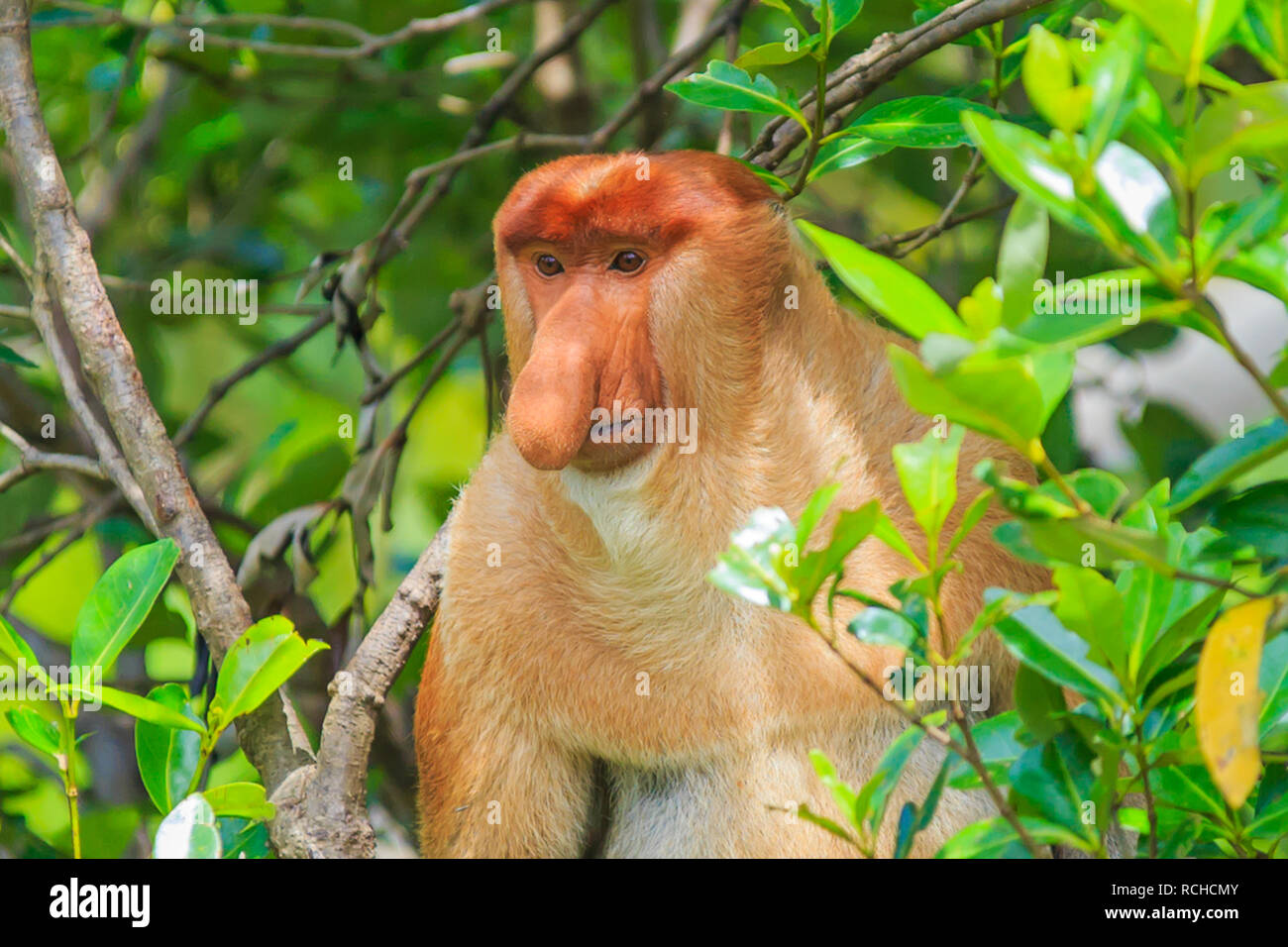 Proboscide insolita immagini e fotografie stock ad alta risoluzione - Alamy