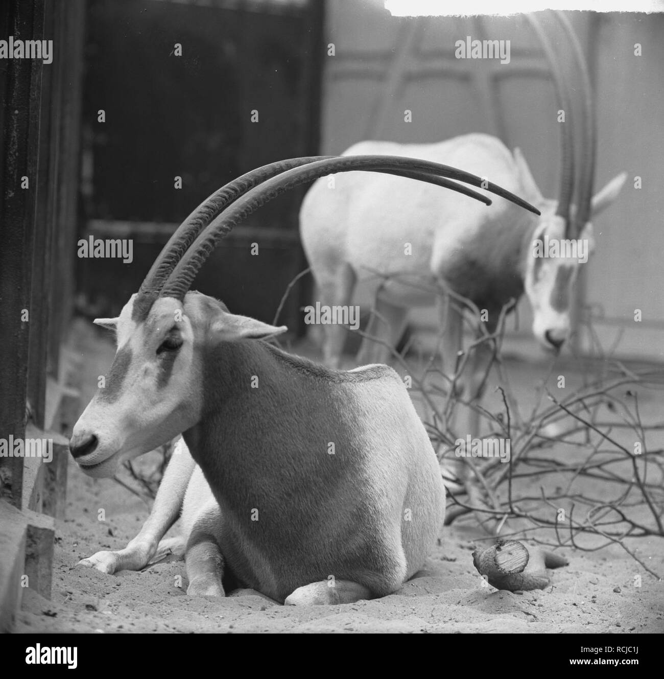 Nieuwe soort immagini e fotografie stock ad alta risoluzione - Alamy