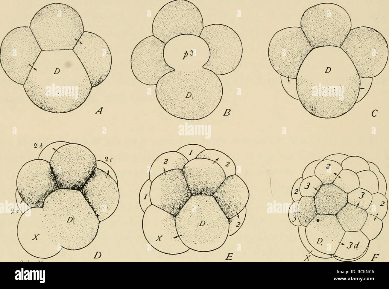 . Gli elementi di embriologia sperimentale. Embriologia, sperimentali ...