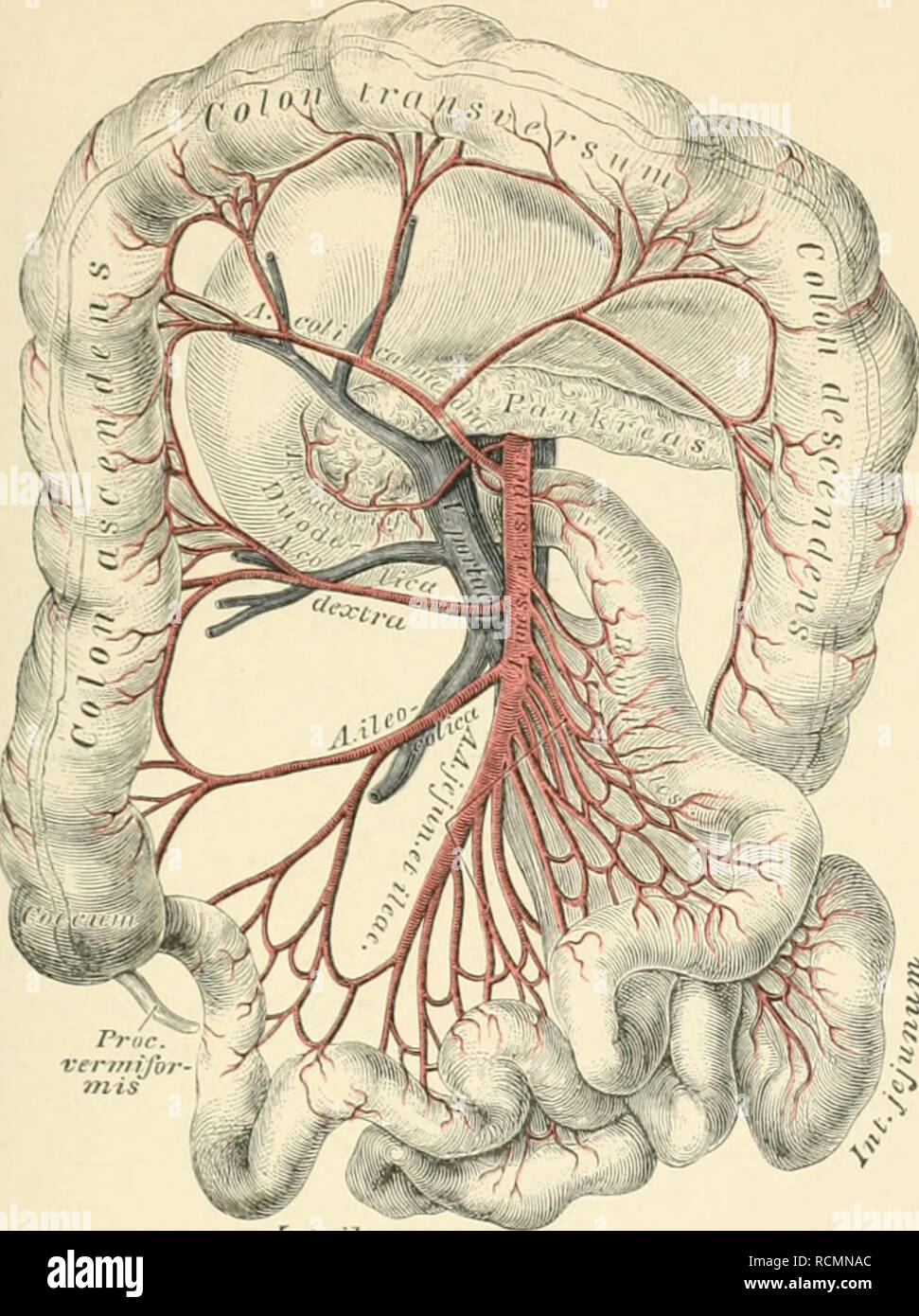 Anatomie des dickdarms immagini e fotografie stock ad alta risoluzione ...