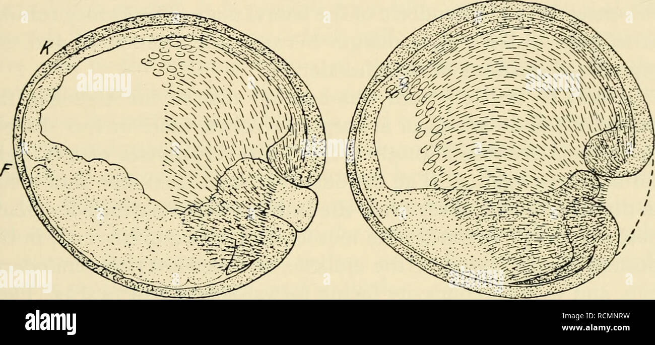 . Gli elementi di embriologia sperimentale. Embriologia, sperimentali ...