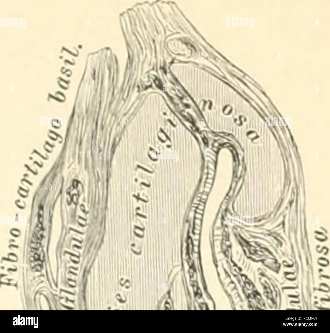 . Die descrittivo topographische und anatomie des Menschen. Anatomia ...