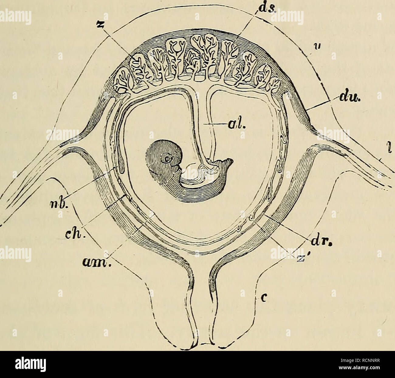 . Gli elementi di embriologia. Embriologia; embriologia. XL] del corion ...