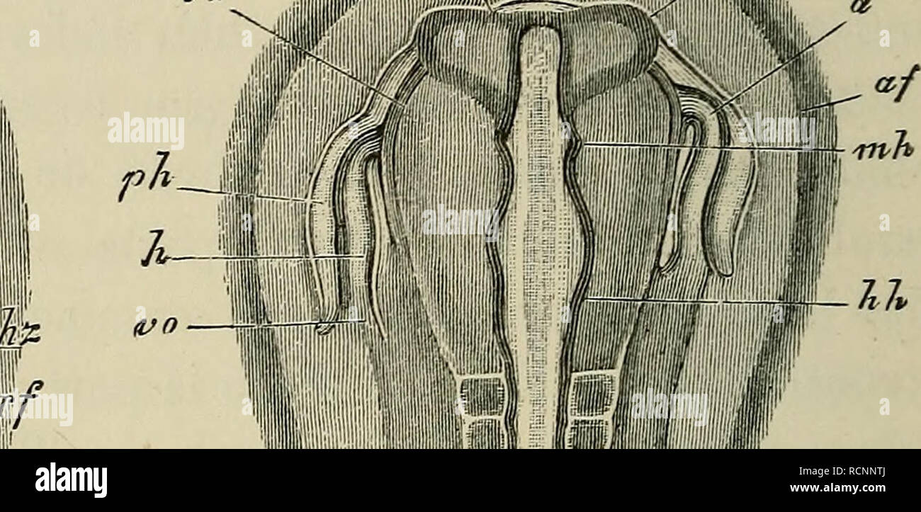 . Gli elementi di embriologia. Embriologia; embriologia. yi:,f1 ...