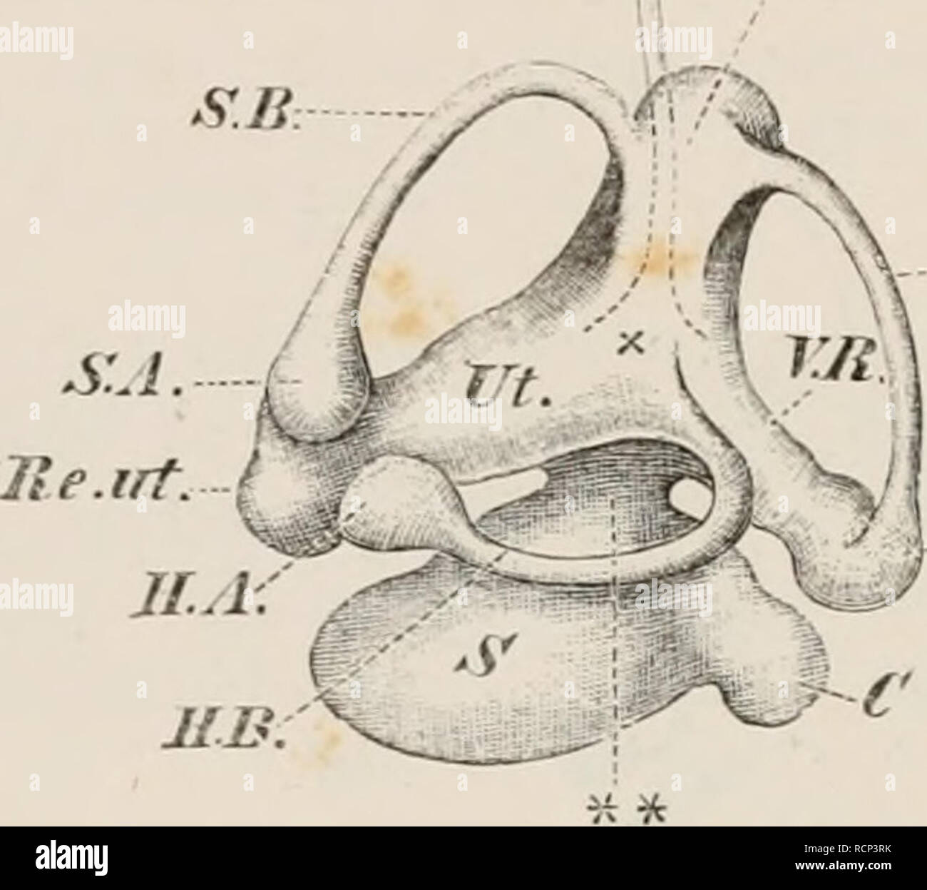 . Elementi di anatomia comparata dei vertebrati. Anatomia, comparativo ...