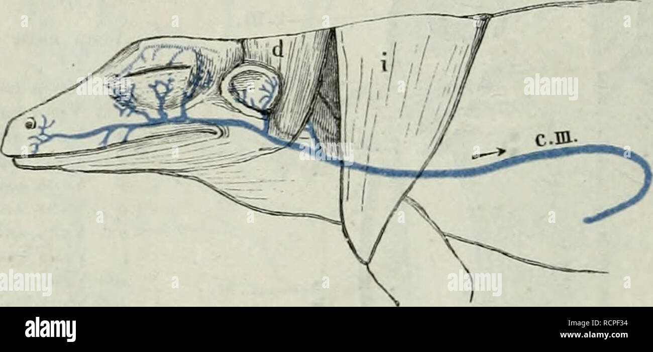 . Die anatomie des Frosches : ein Handbuch,. 90 Das Gefässsystem. wärts ...