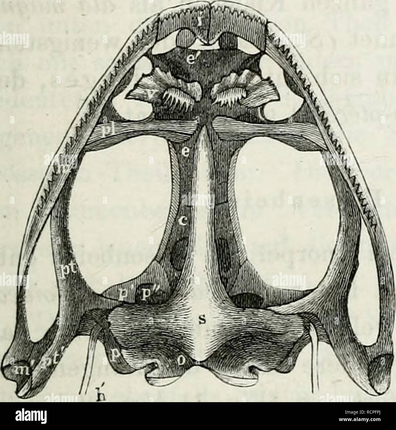 . Die anatomie des Frosches : ein Handbuch,. Felsenbein. 29 Fig. 13. 2 ...