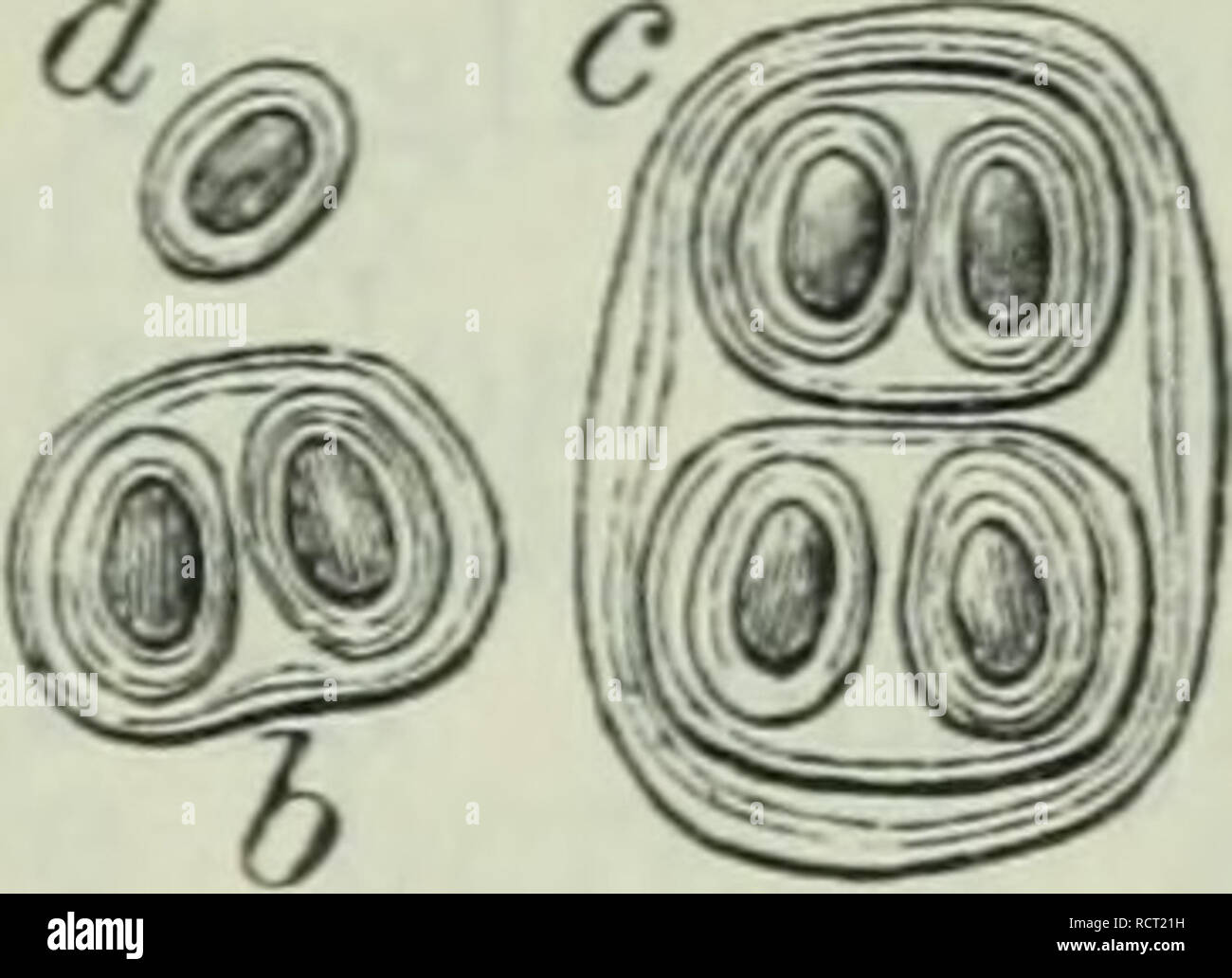 Anatomie der algen immagini e fotografie stock ad alta risoluzione - Alamy