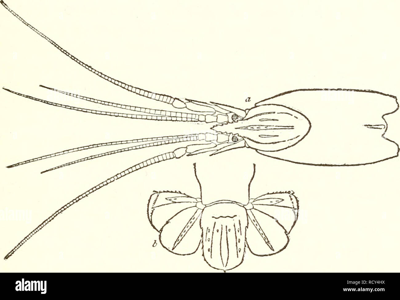 . Crostacei decapodi della costa nord-occidentale del Nord America ...