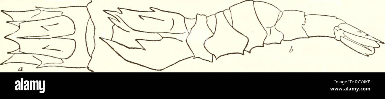 . Crostacei decapodi della costa nord-occidentale del Nord America ...