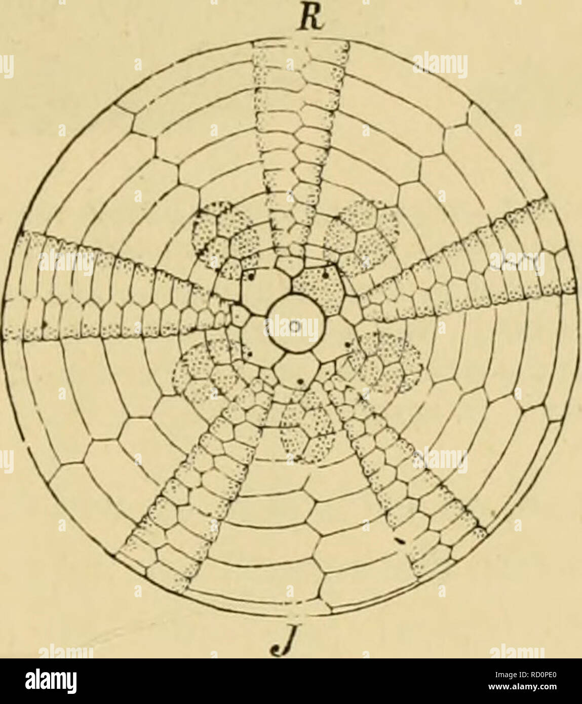 Simmetria bilaterale del corpo immagini e fotografie stock ad alta ...