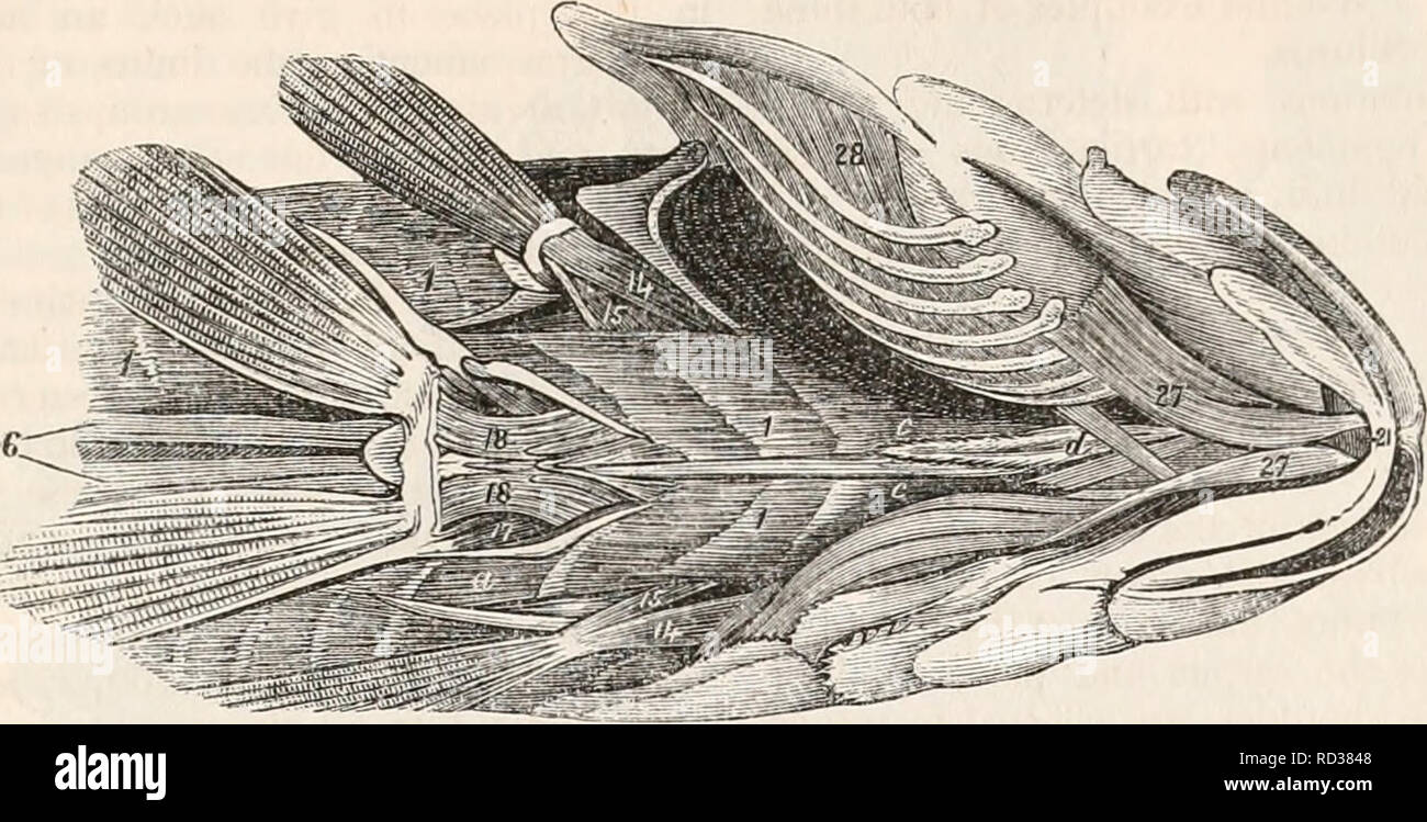 Movimenti Muscoli Anatomia Immagini e Fotos Stock - Alamy