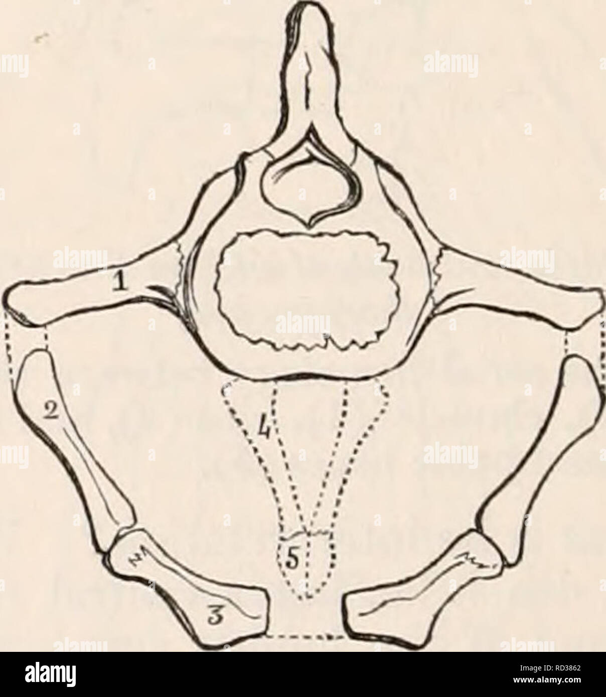 . Il encyclopaedia - Wikizionario di anatomia e fisiologia. Anatomia e ...
