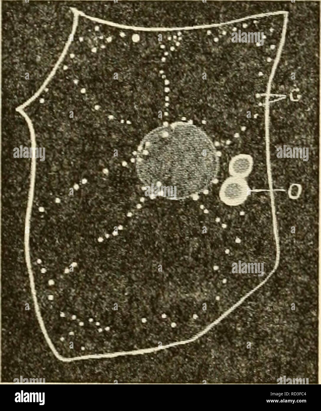 . Il citoplasma della cellula vegetale. Cellule vegetali e tessuti ...