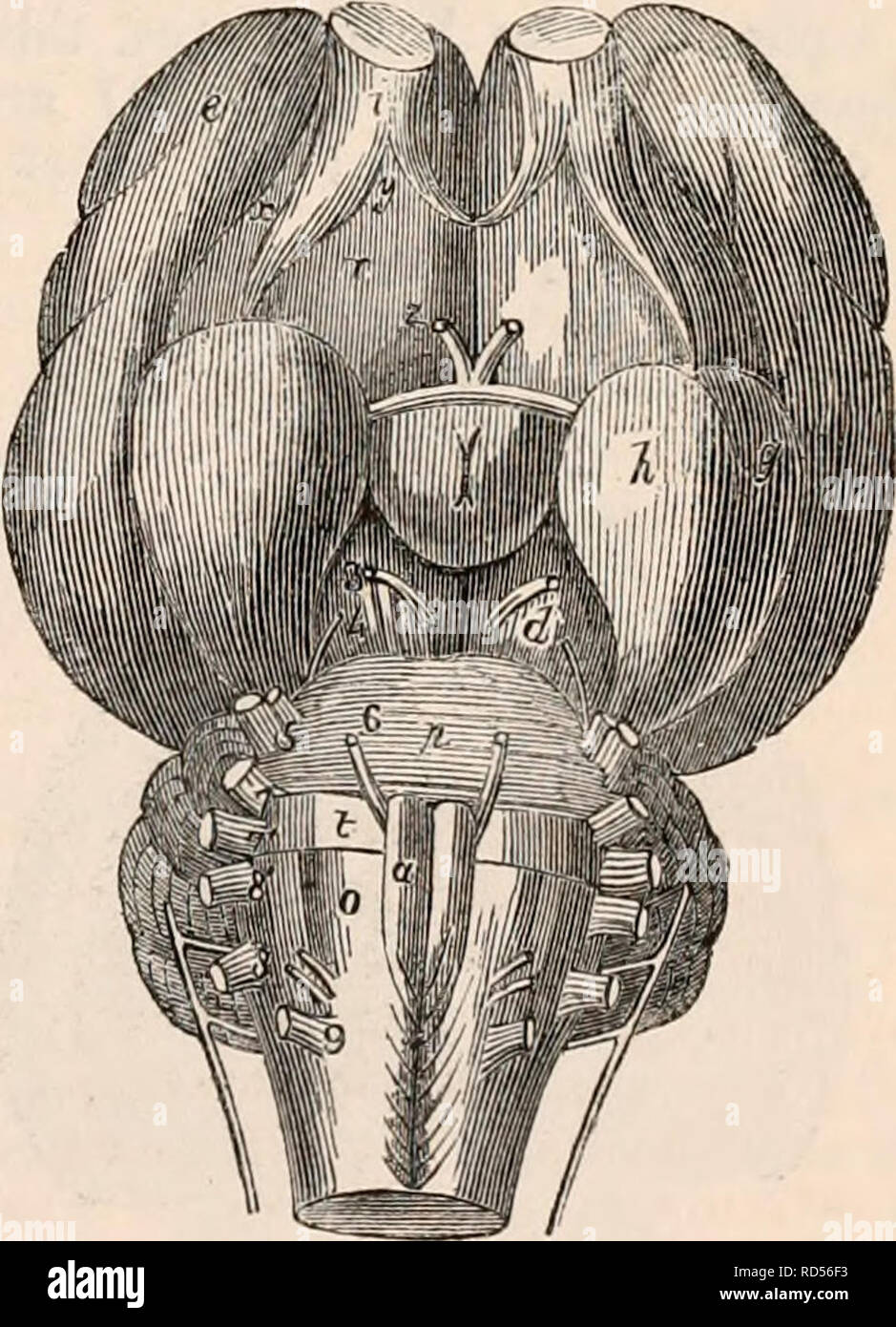 Vene Cerebrali Immagini e Fotos Stock - Alamy