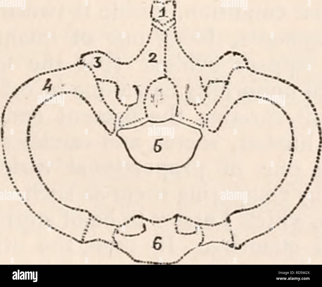 Anatomía y fisiología elemental immagini e fotografie stock ad alta ...