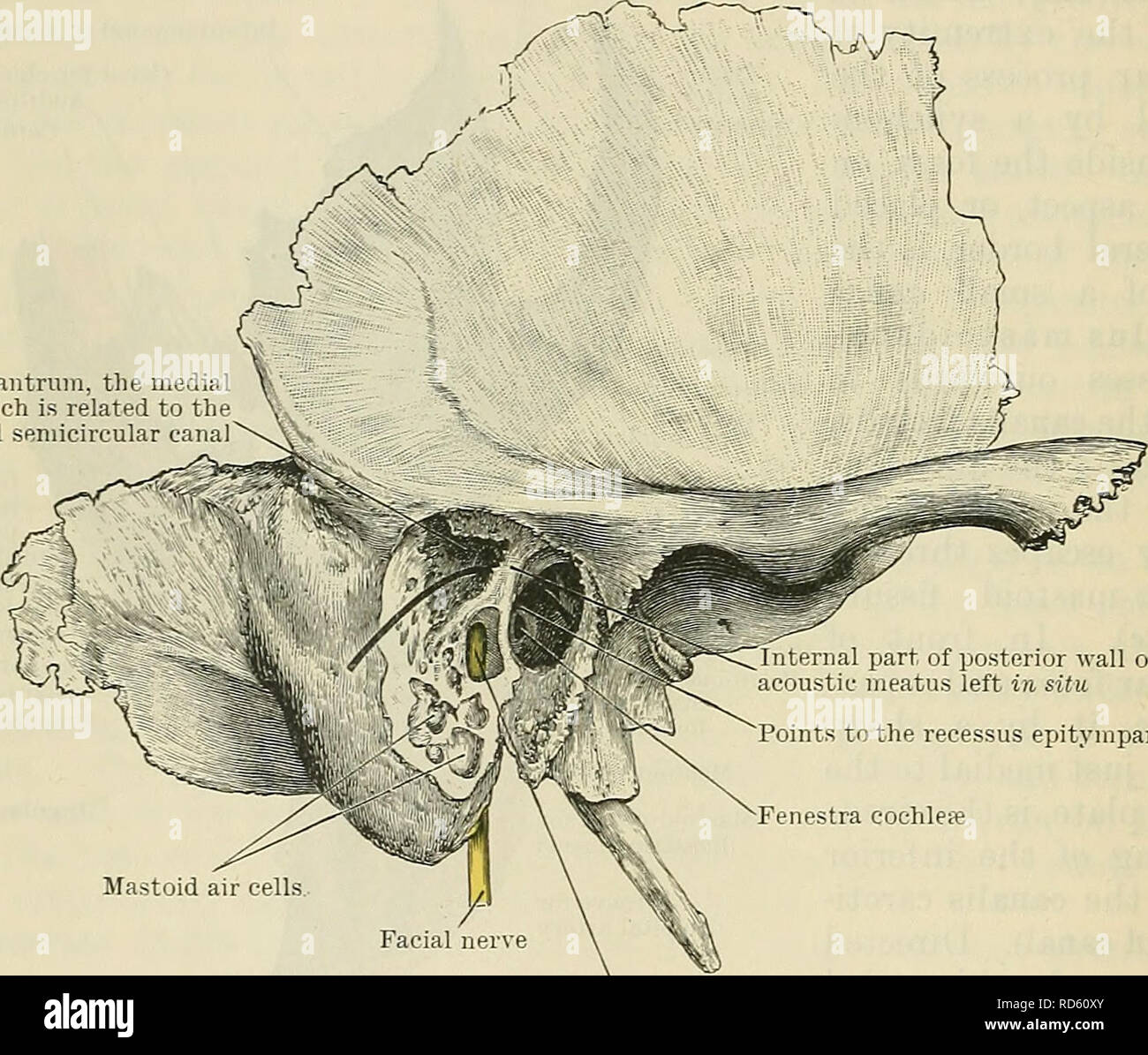 Canale carotideo immagini e fotografie stock ad alta risoluzione - Alamy
