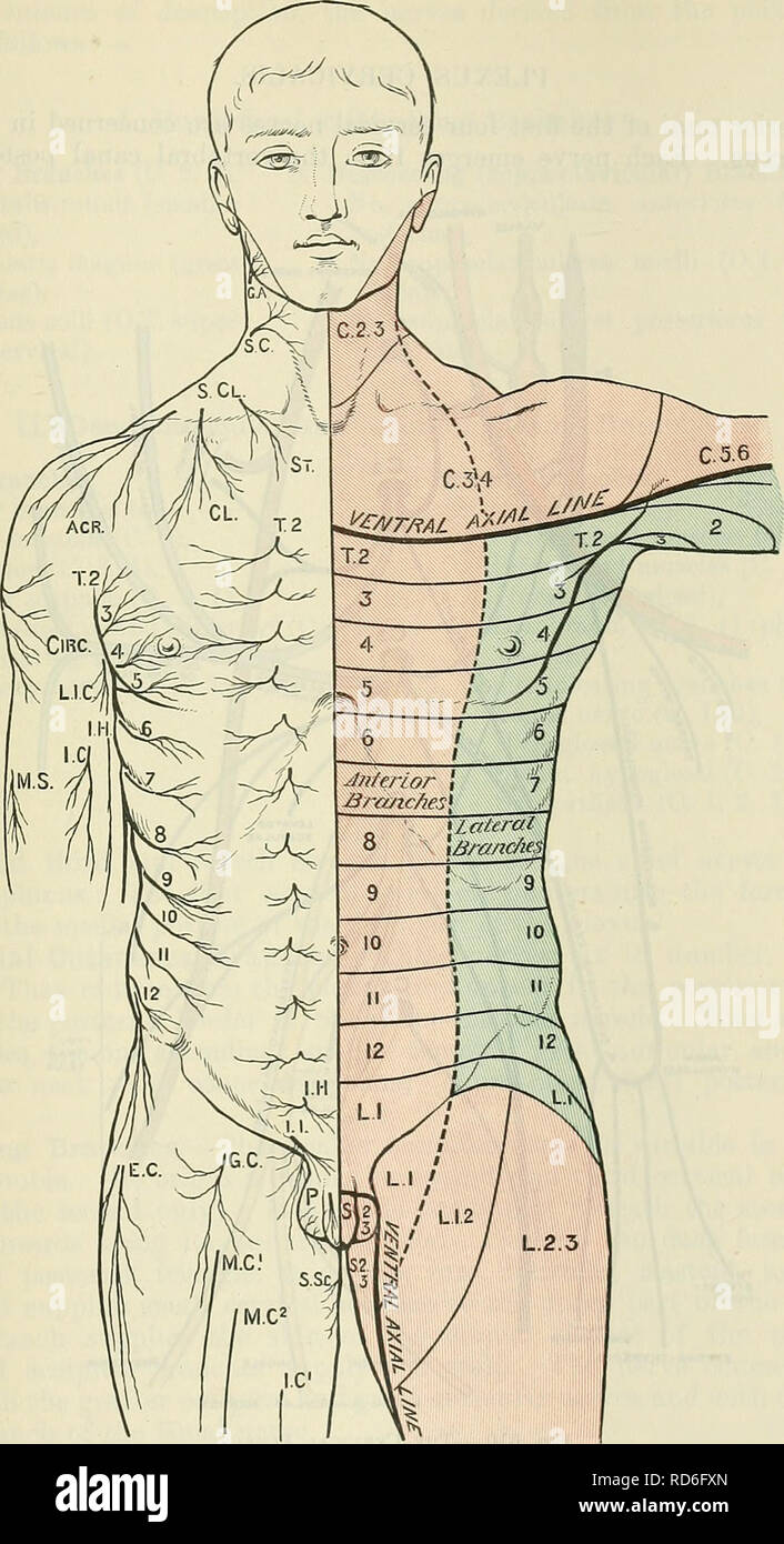 . Cunningham il libro di testo di anatomia. Anatomia. CEKVICAL nervi ...