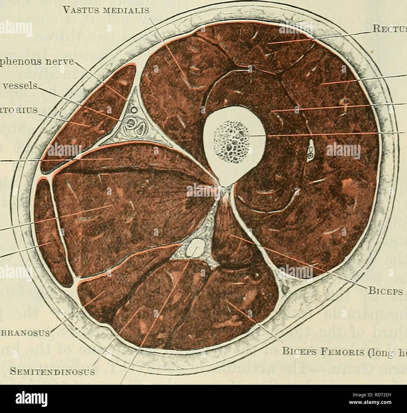 . Cunningham il libro di testo di anatomia. Anatomia. terior superficie ...