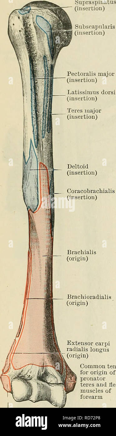 . Cunningham il libro di testo di anatomia. Anatomia. 376 IL SISTEMA ...