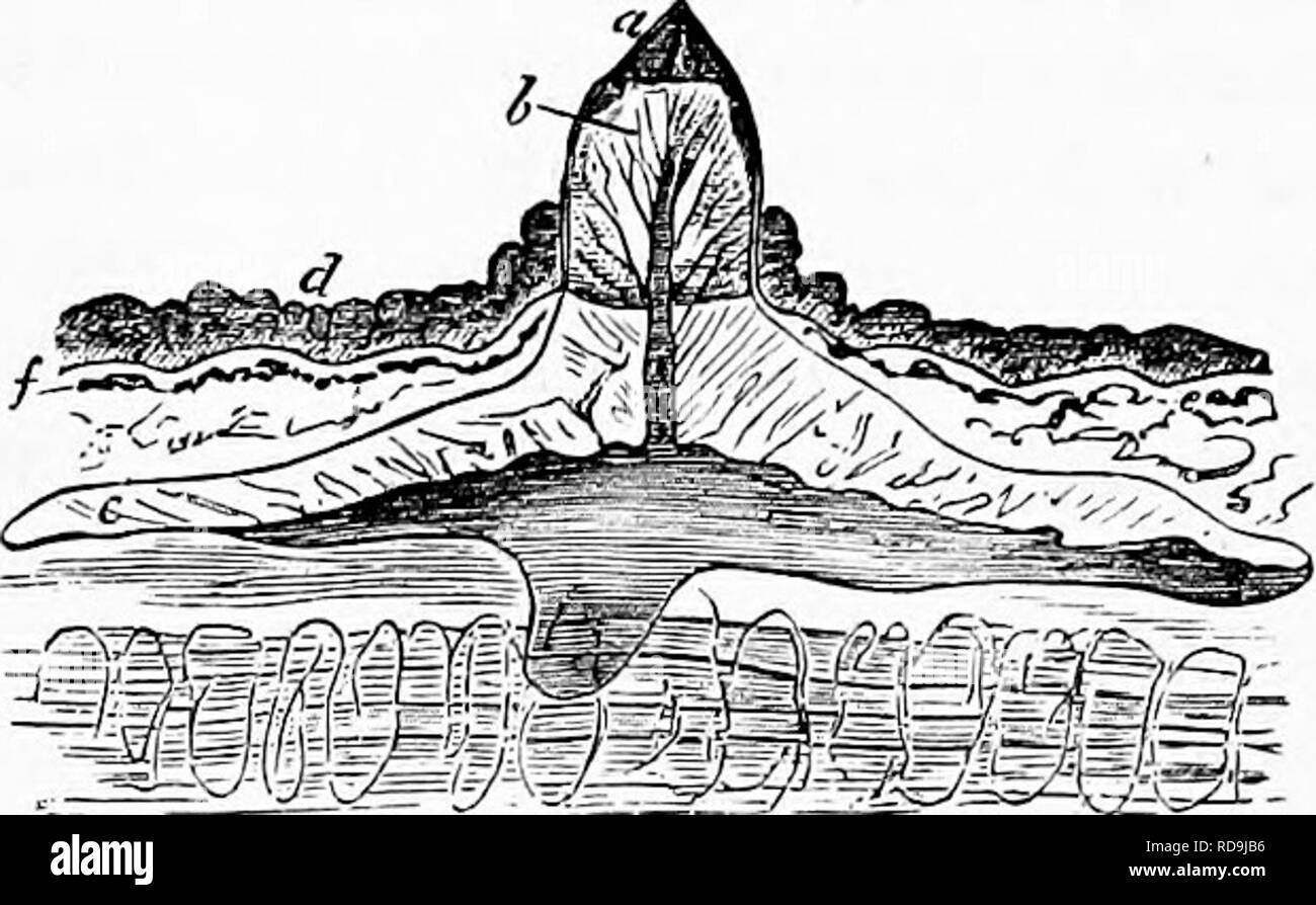 Escala de piel dermis epidermis Foto e Immagini Stock in Bianco e Nero ...