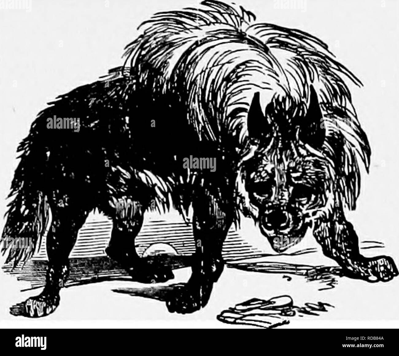 . Il popolare di storia naturale . Zoologia. Il zibetto. S3 pelliccia ...
