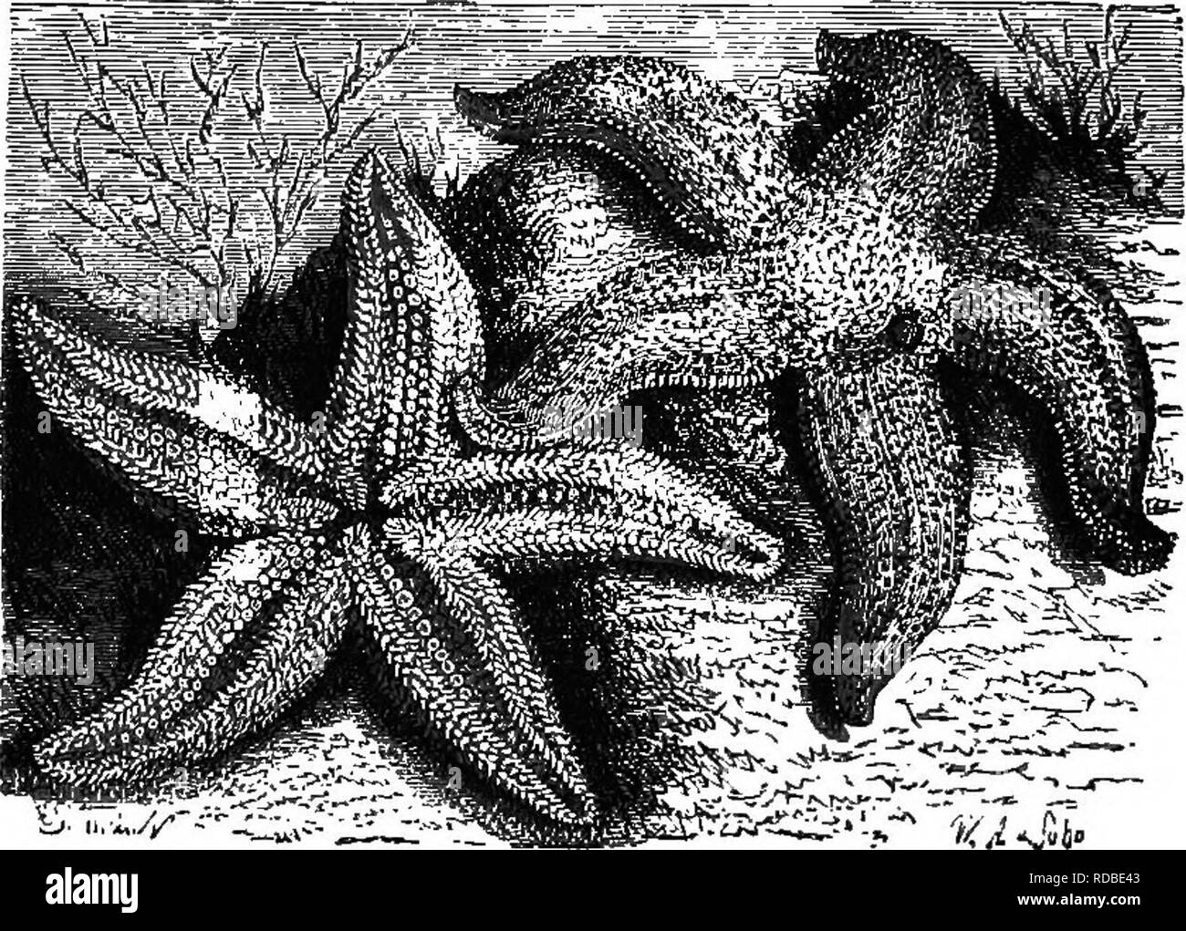 Simmetria bilaterale del corpo immagini e fotografie stock ad alta ...