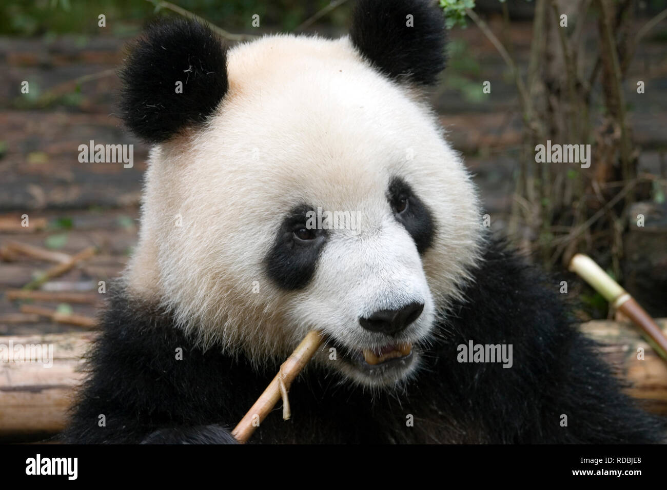 Sichuan giant panda sanctuaries immagini e fotografie stock ad alta ...