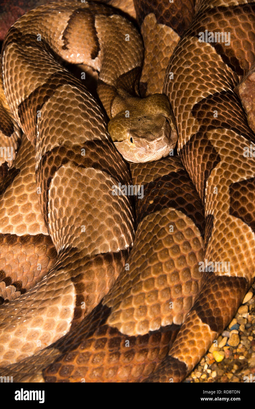 Agkistrodon contortrix contortrix immagini e fotografie stock ad alta ...