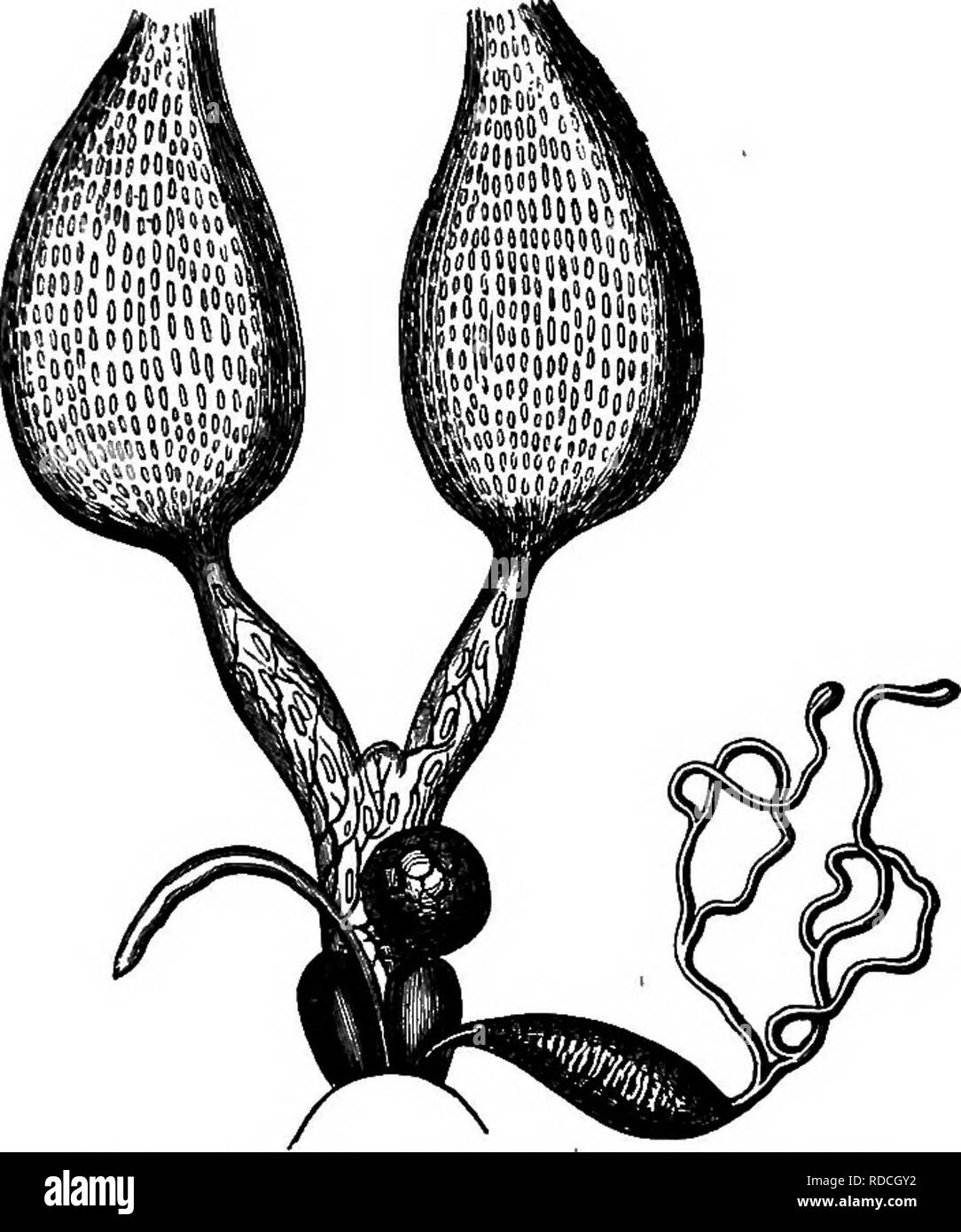 Miele al microscopio immagini e fotografie stock ad alta risoluzione ...