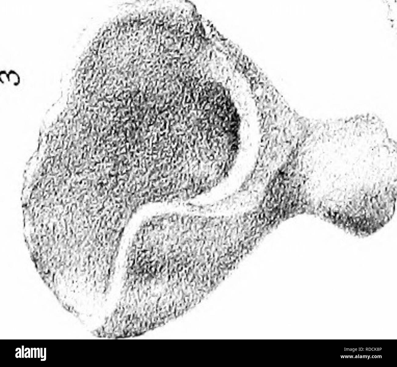 . Una monografia della British Spongiadae. Spugne. ' '^^'mSMm '"' un- U ...