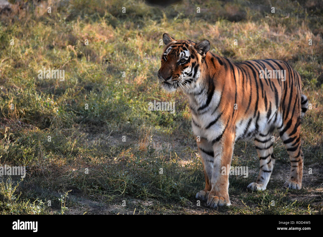 Tigre animale immagini e fotografie stock ad alta risoluzione - Alamy