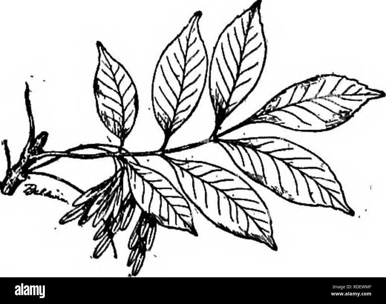 . Scelto western flora : Manitoba, Saskatchewan, Alberta . La botanica ...